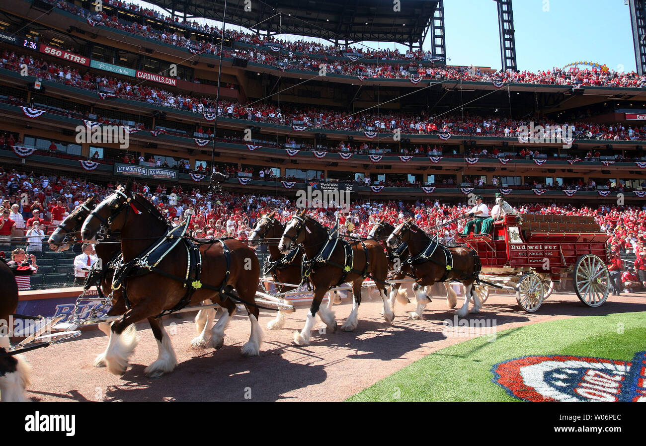 The Anheuser Busch Clydesdales round Busch Stadium during ceremonies ...