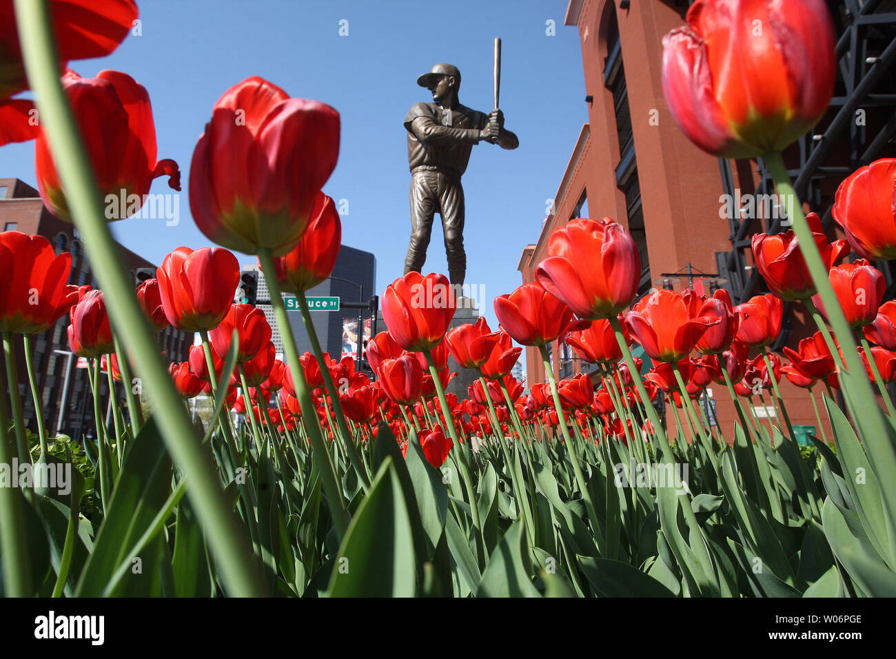 Stan musial statue hi-res stock photography and images - Alamy