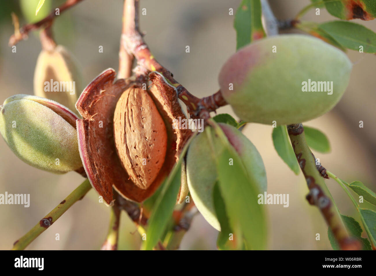 Almonds on a tree Stock Photo - Alamy
