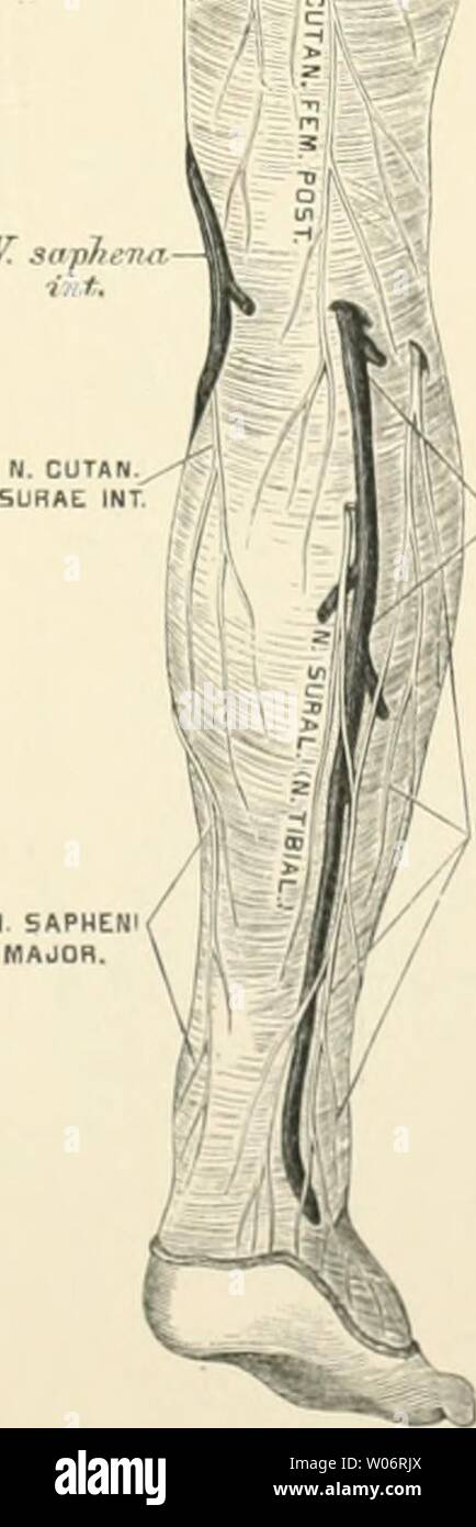 Saphena hi-res stock photography and images - Alamy