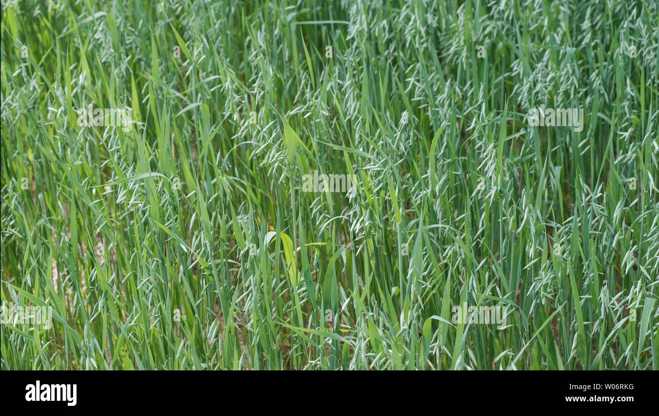 The young green oats. Plantation of oats in the field - crop ...