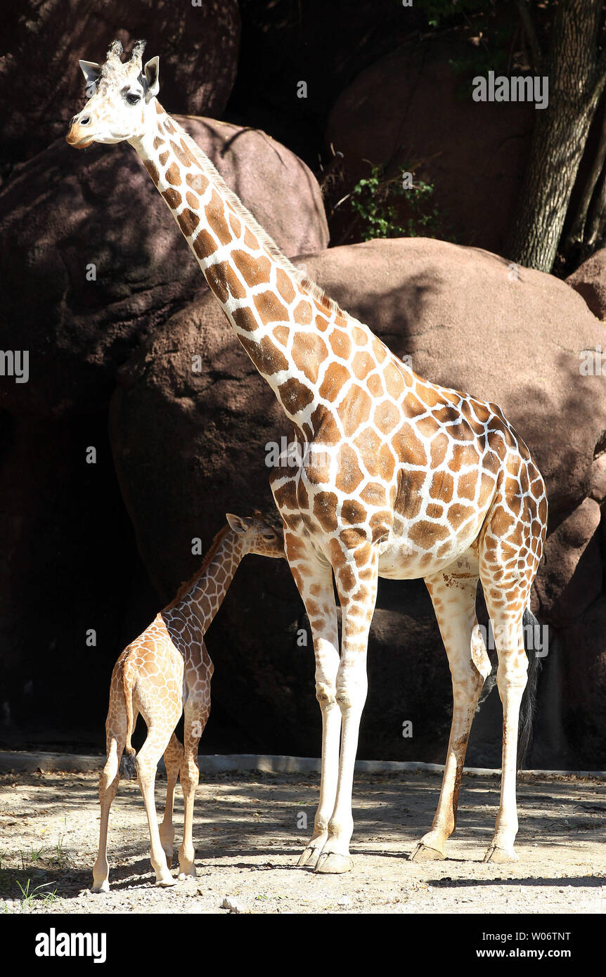 A two week old reticulated giraffe stands near his mother in his pen as ...