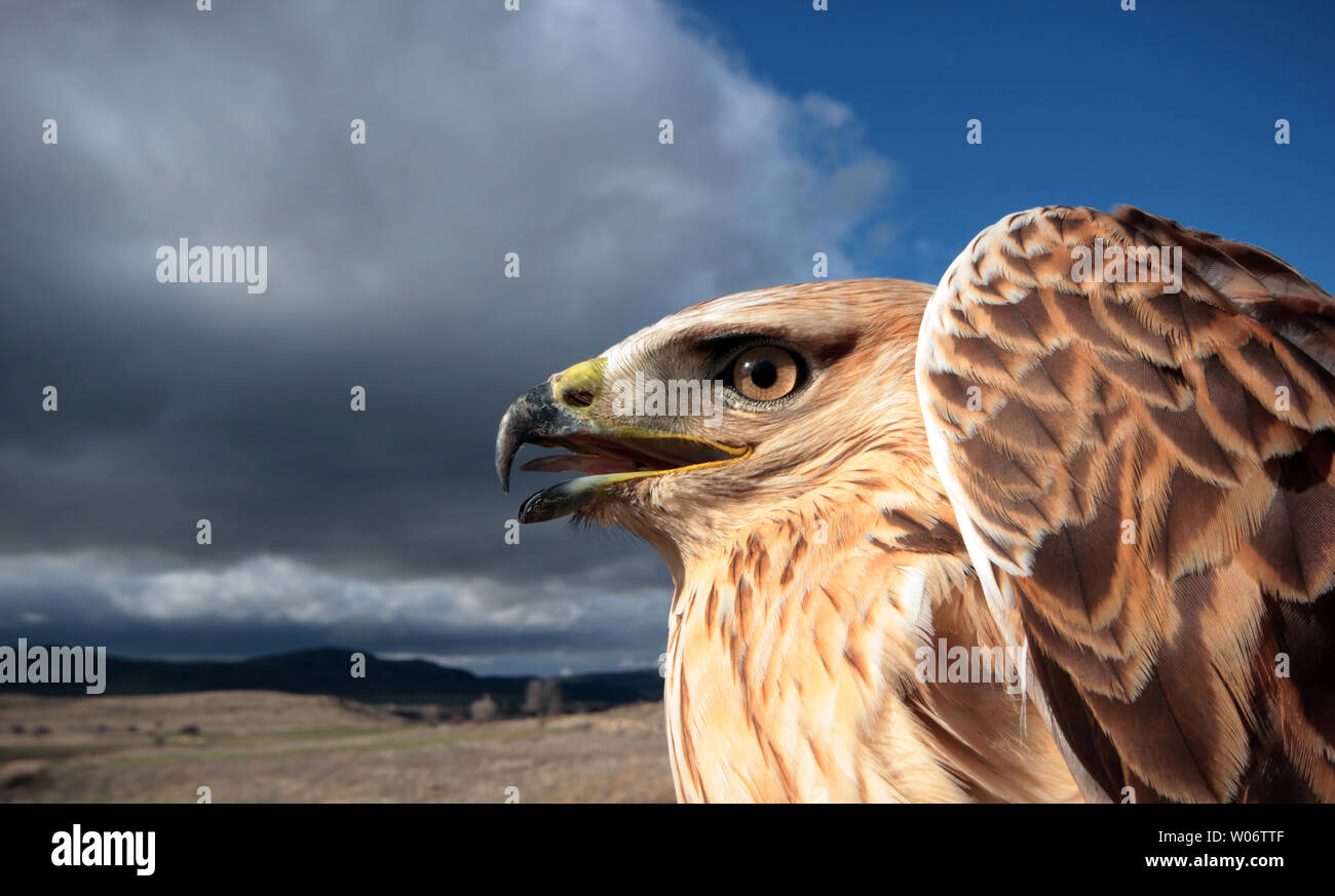 Red tailed hawk side view hi-res stock photography and images - Alamy