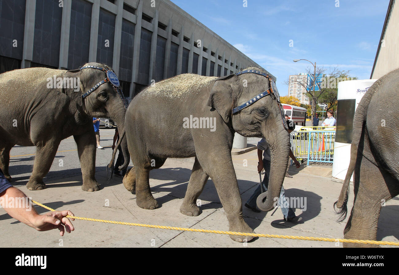 Elephants from the Ringling Brothers and Barnum and Bailey Circus make ...