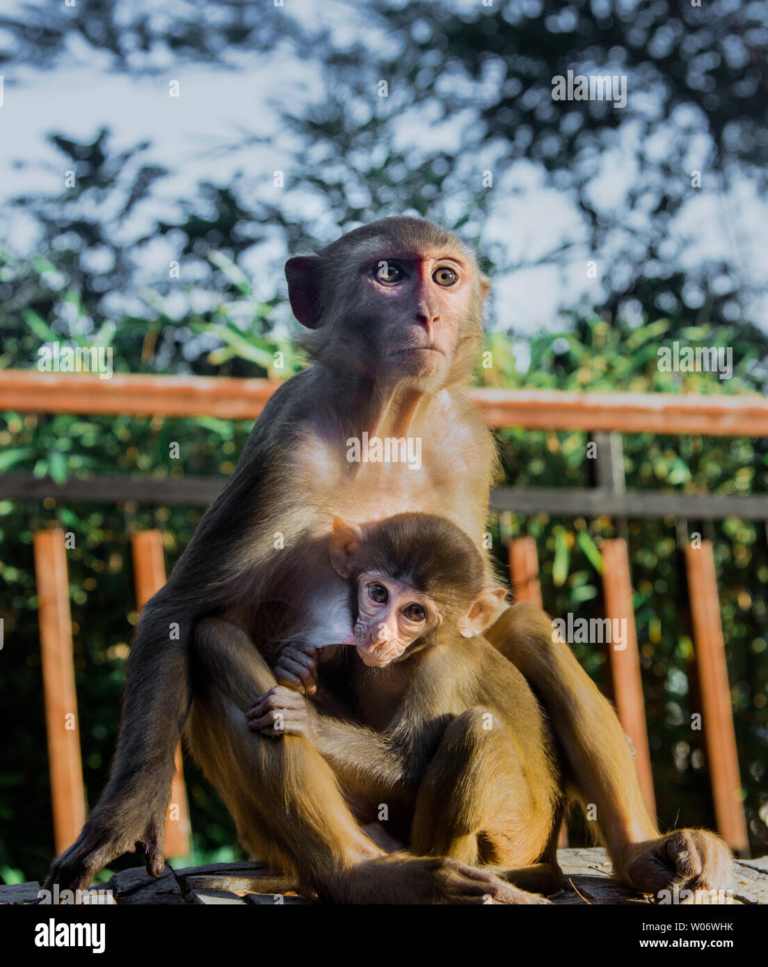The monkey in the mother's arms Stock Photo - Alamy