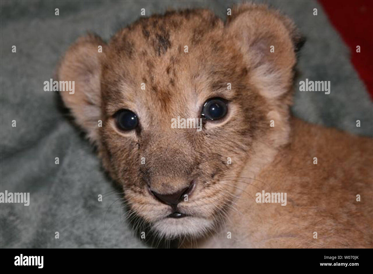 Lion cub named hi-res stock photography and images - Alamy