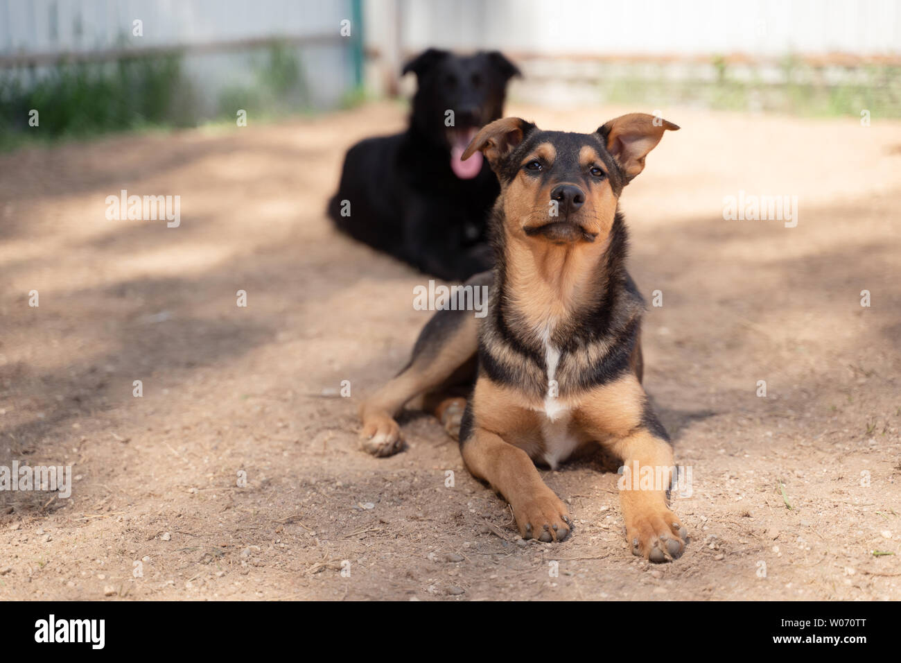 Image of two dogs hi-res stock photography and images - Alamy