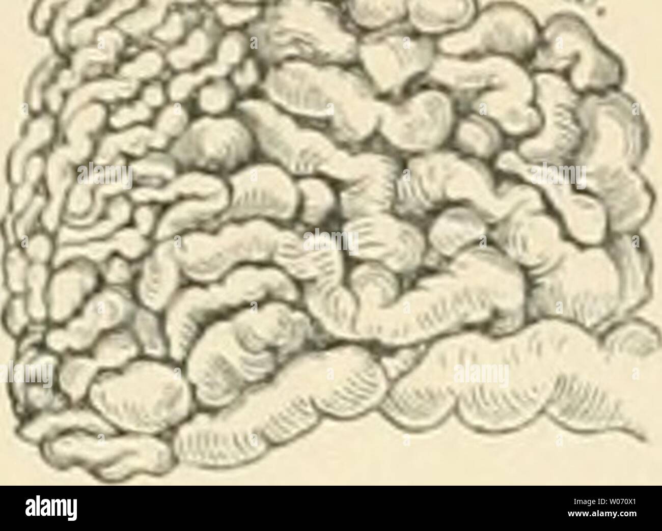 Nasenhohle hi-res stock photography and images - Alamy
