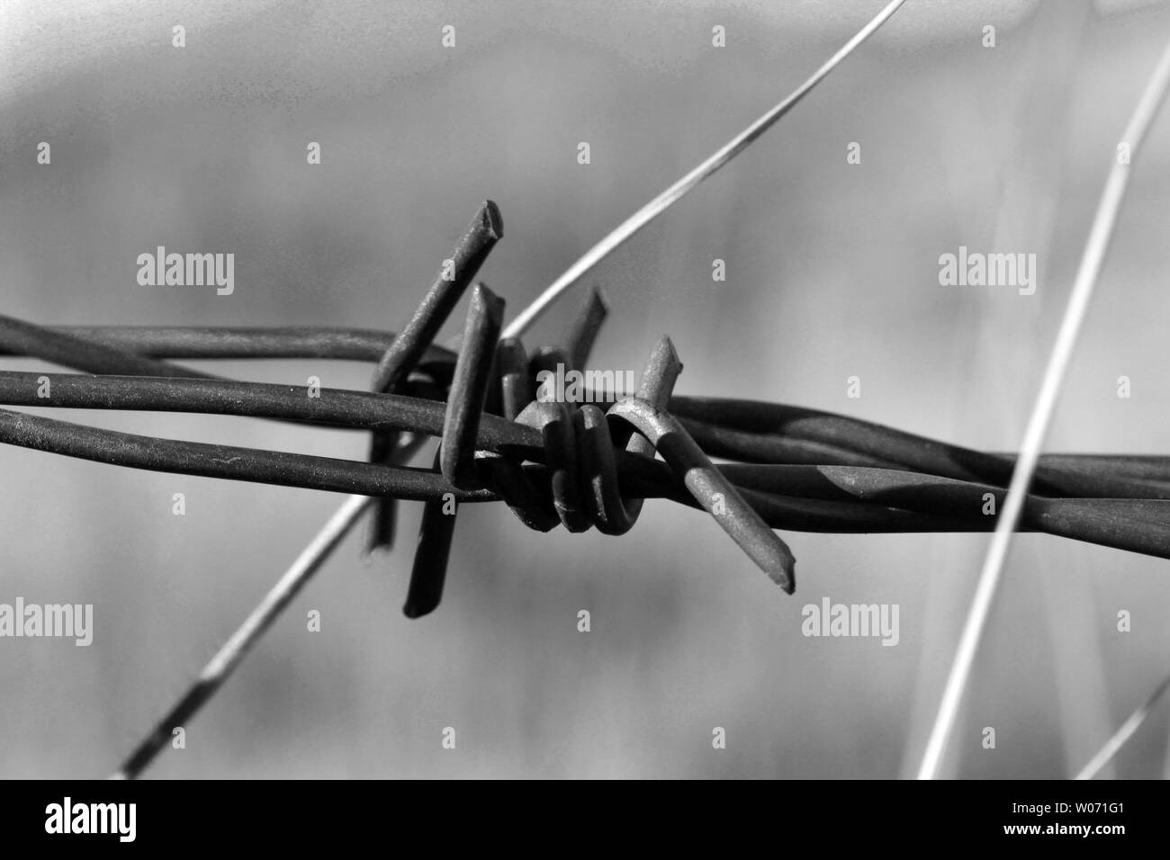 Close up image wire Black and White Stock Photos & Images - Alamy