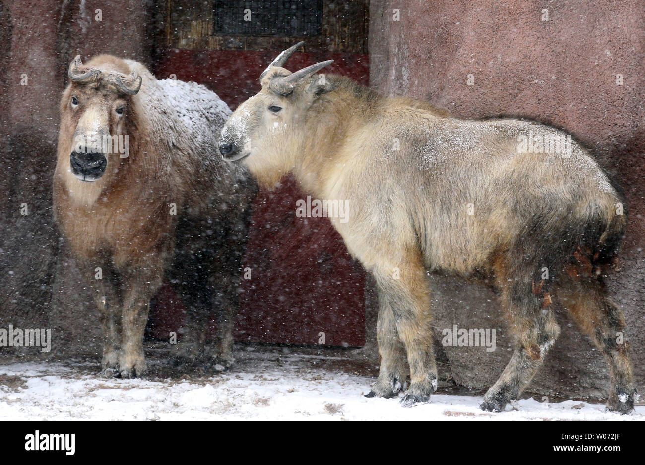 Snarled hi-res stock photography and images - Alamy
