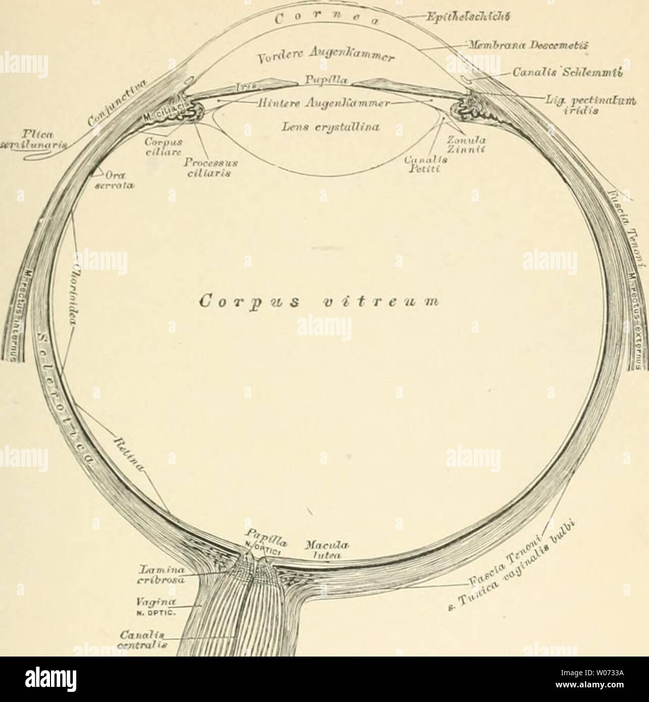 Lamina fusca hi-res stock photography and images - Alamy