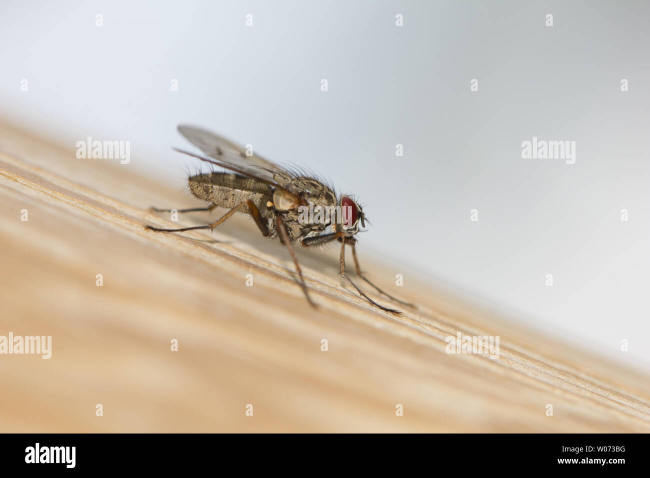 Phaonia fuscata fly Stock Photo - Alamy