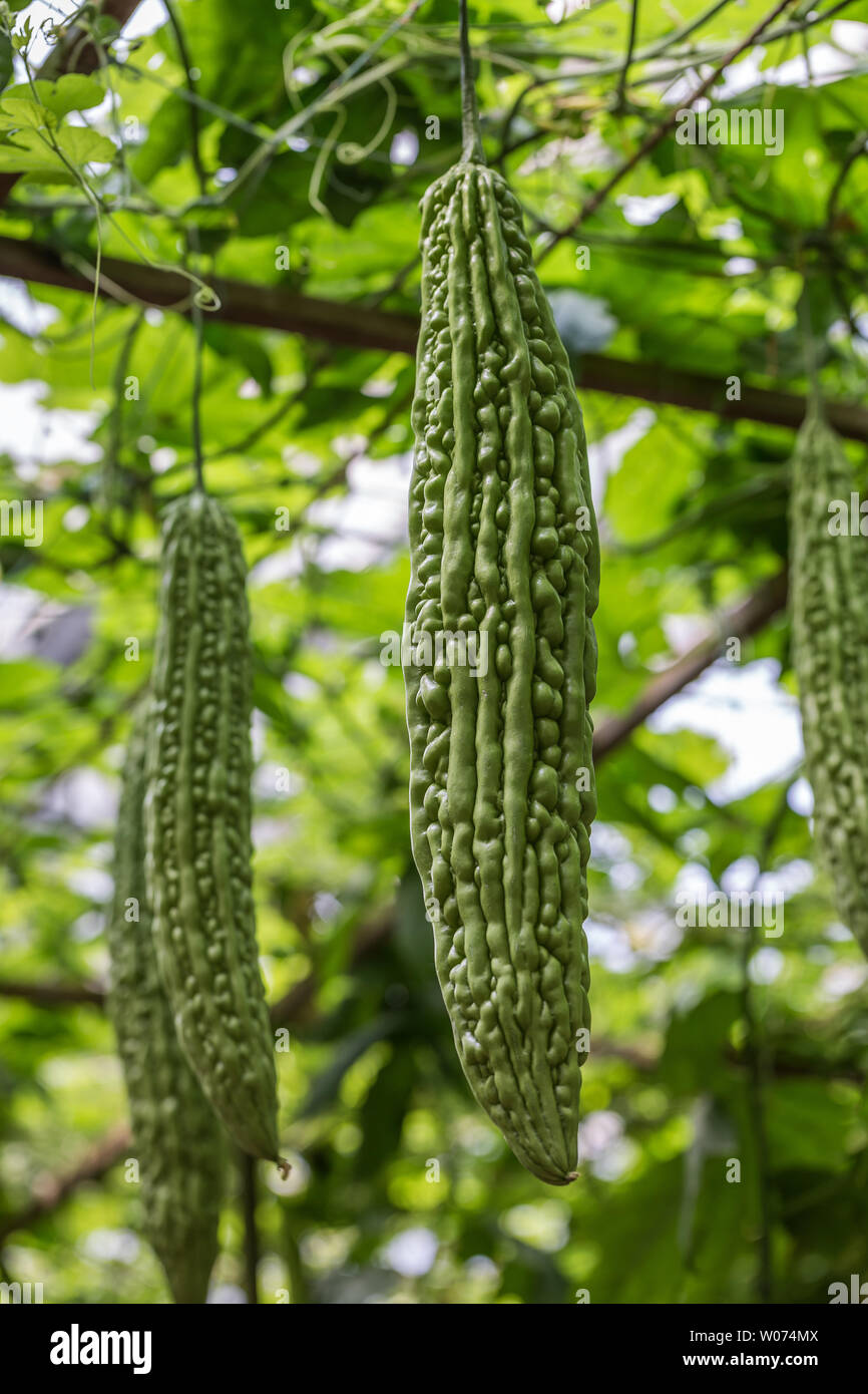 Cumulant hi-res stock photography and images - Alamy