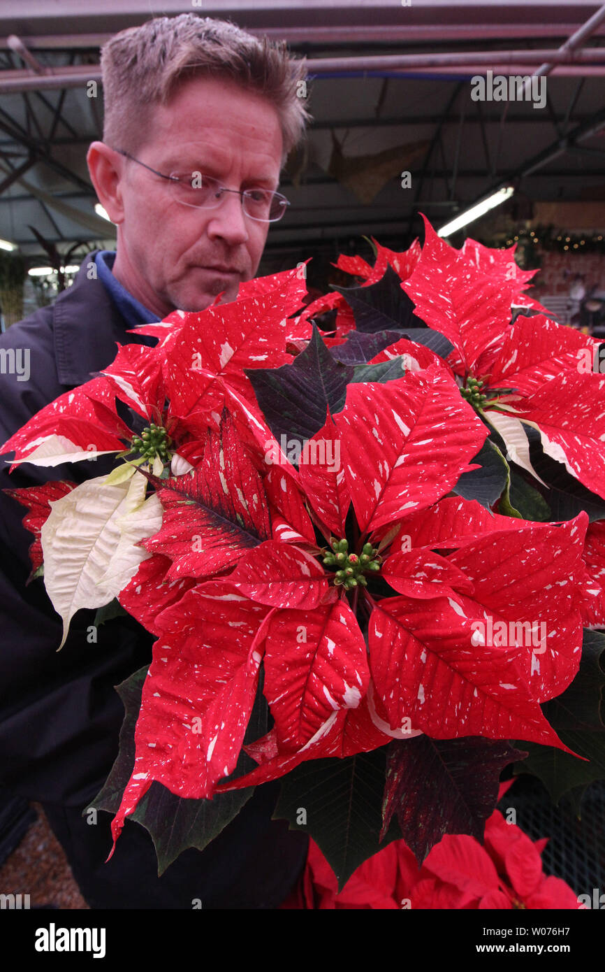 Master designer Scott Hepper inspects the leaves of a Jingle Bells ...