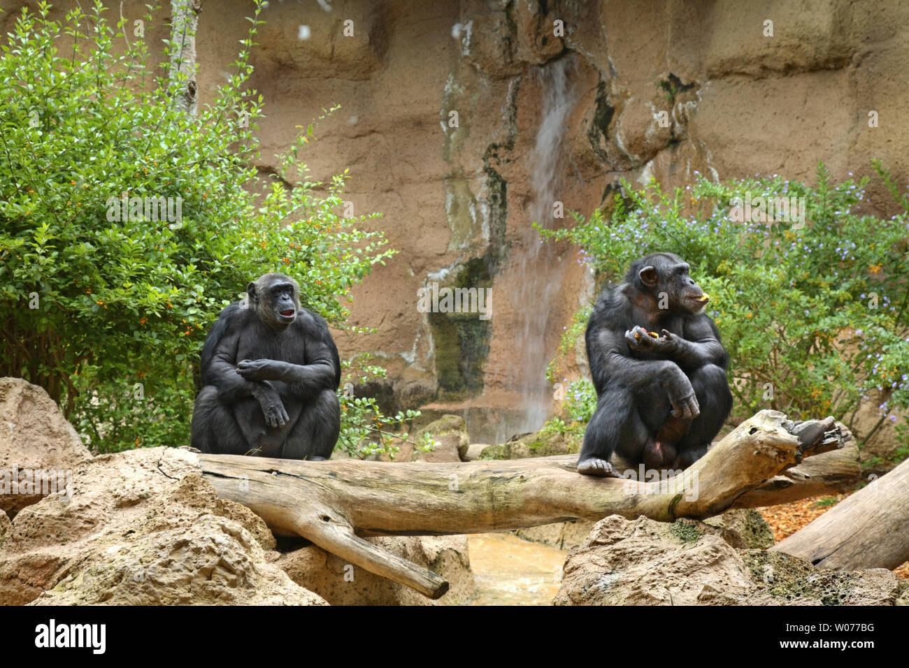 Monkey in Loro Park in Puerto de la Cruz. Tenerife. Spain Stock Photo ...