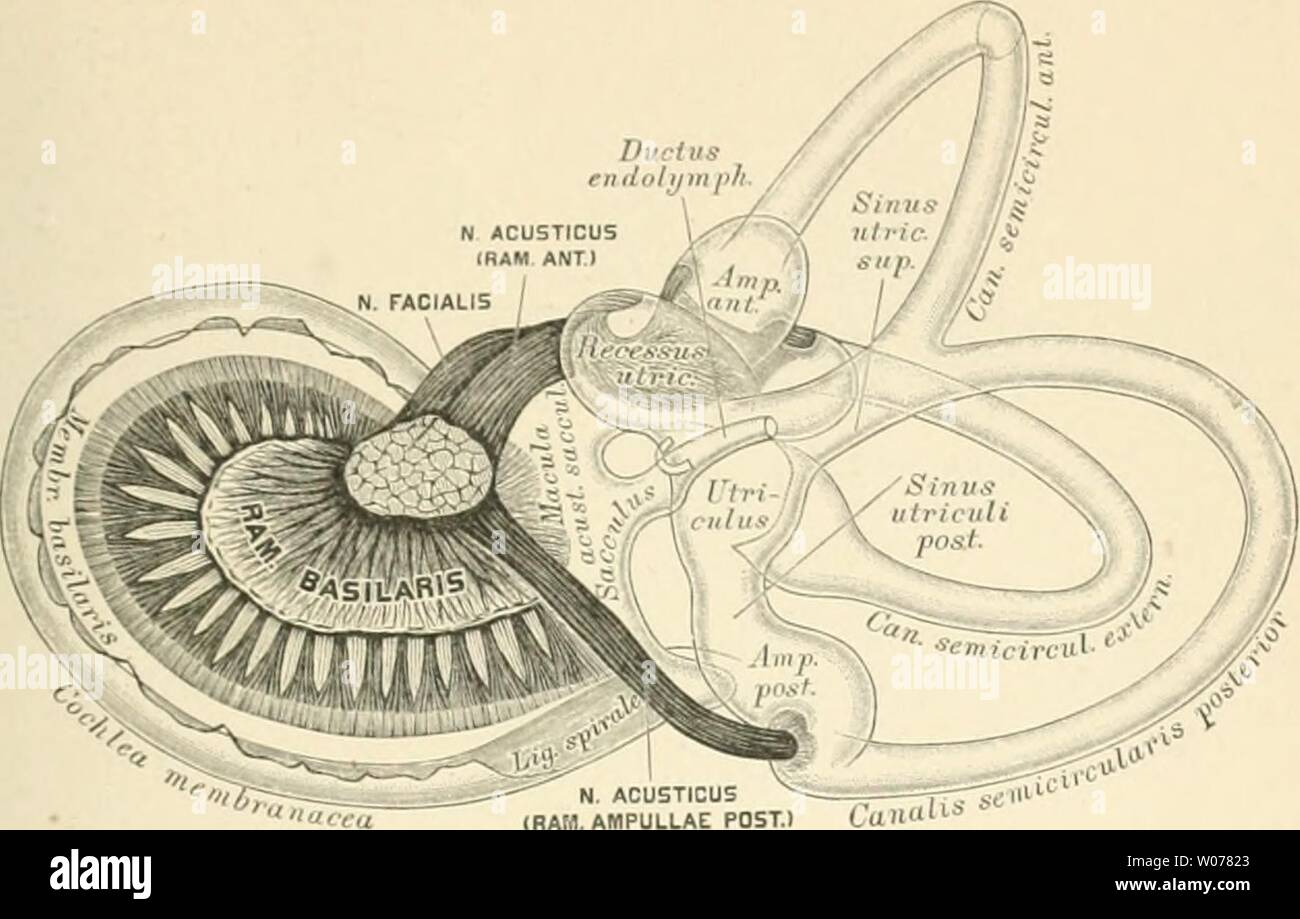Canalis facialis hi-res stock photography and images - Alamy