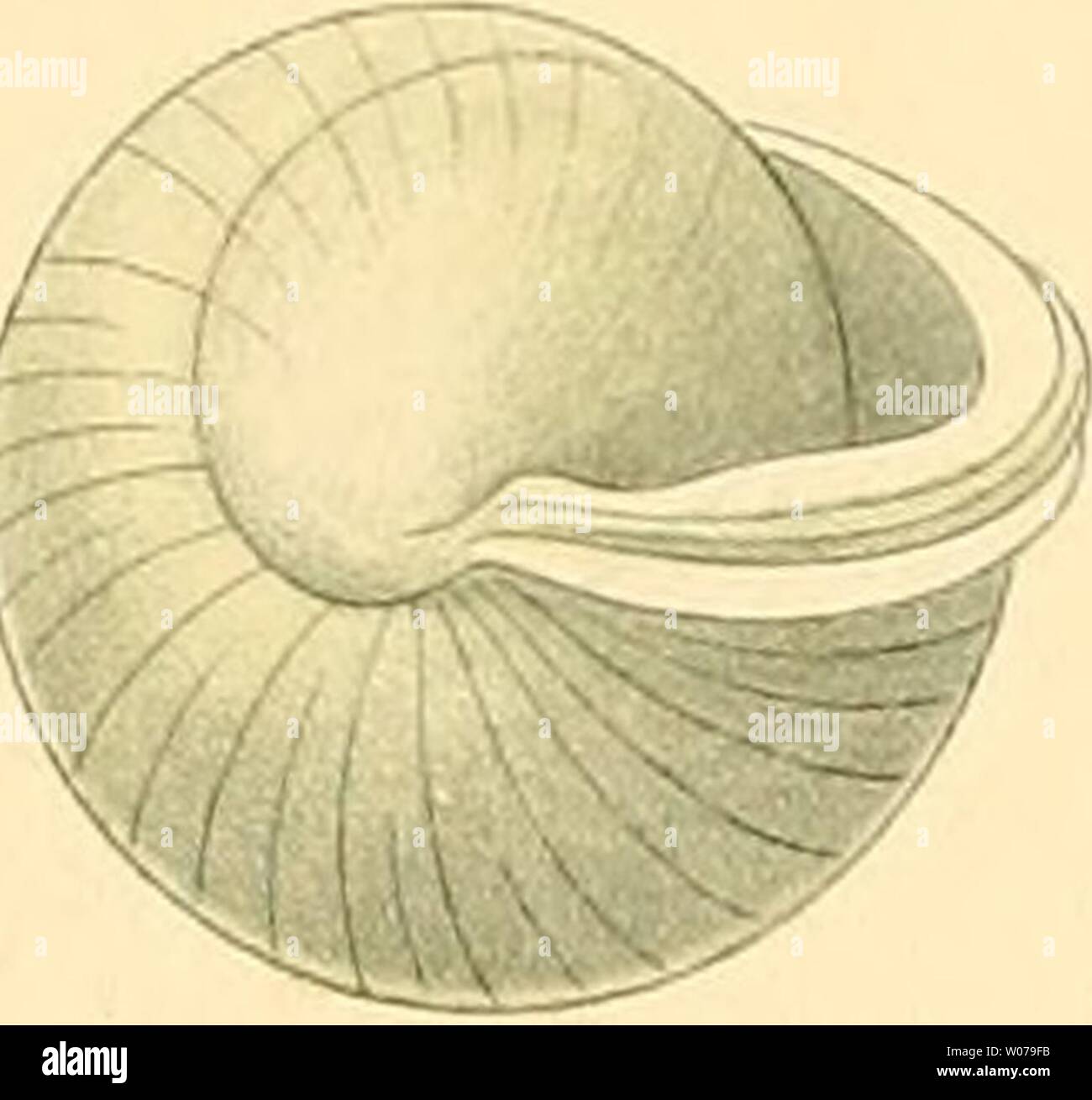 Archive image from page 522 of Die Familie der Helicinidae (1911). Die ...