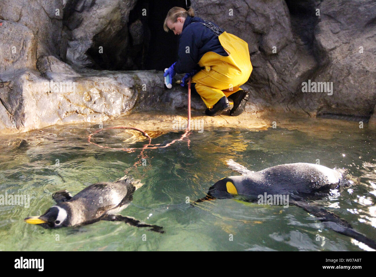 Penguins swim by as a keeper cleans their quarters at the Saint Louis ...