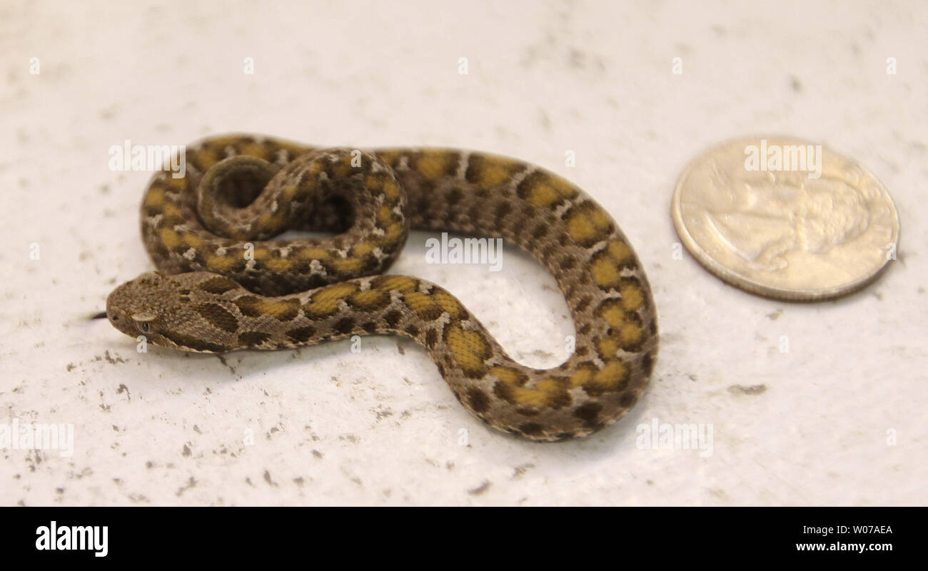 Baby viper snake hi-res stock photography and images - Alamy