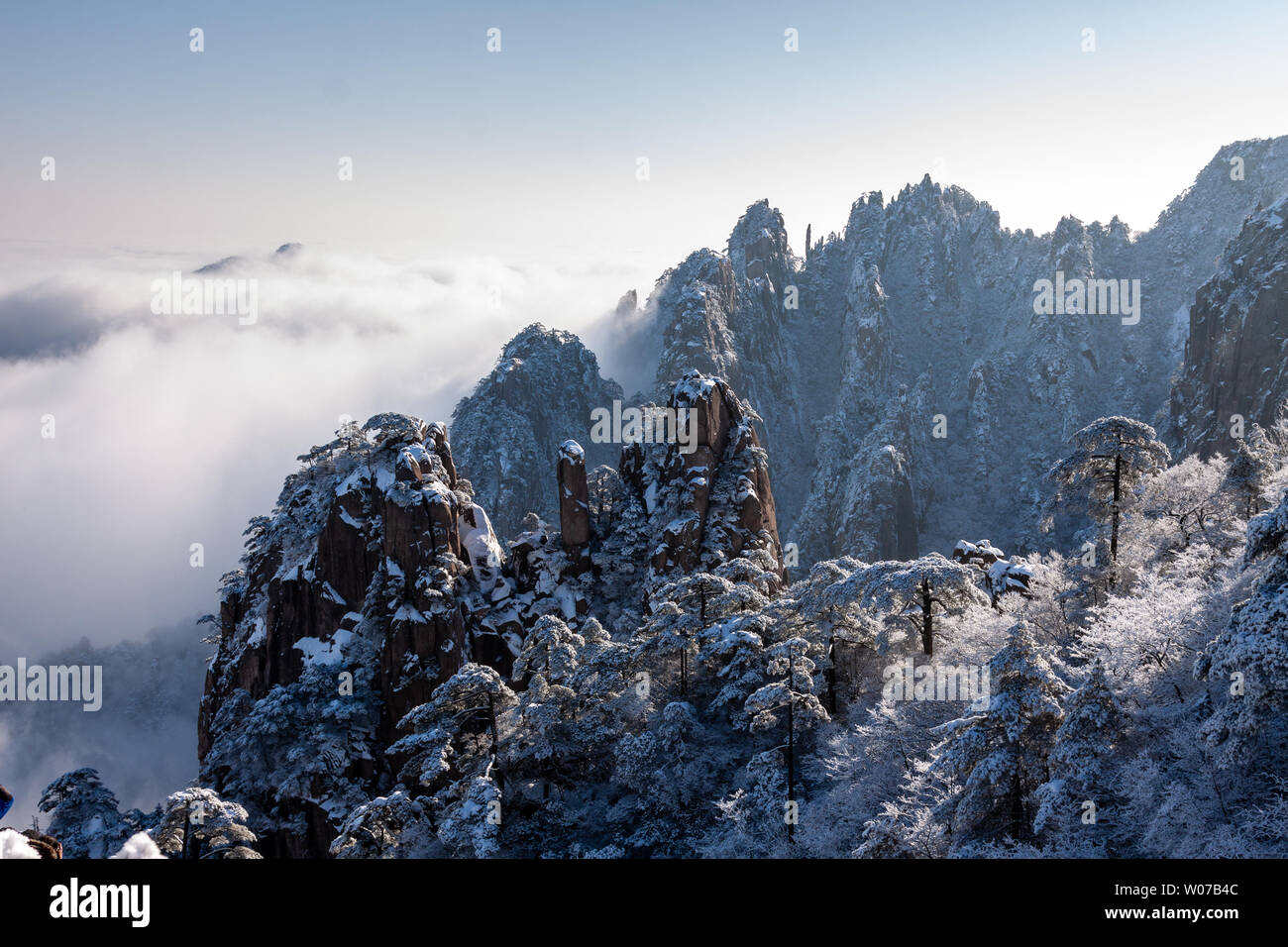 Fog winter tourism comfortable weather trees trees hi-res stock ...