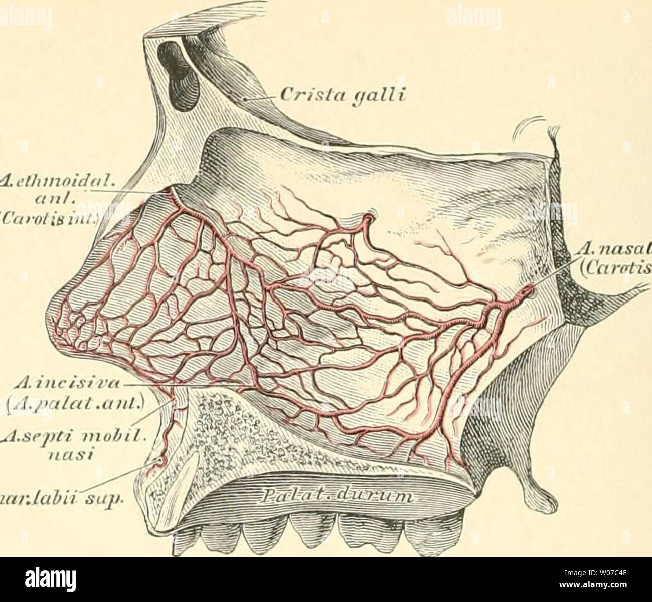 Archive image from page 535 of Die descriptive und topographische ...