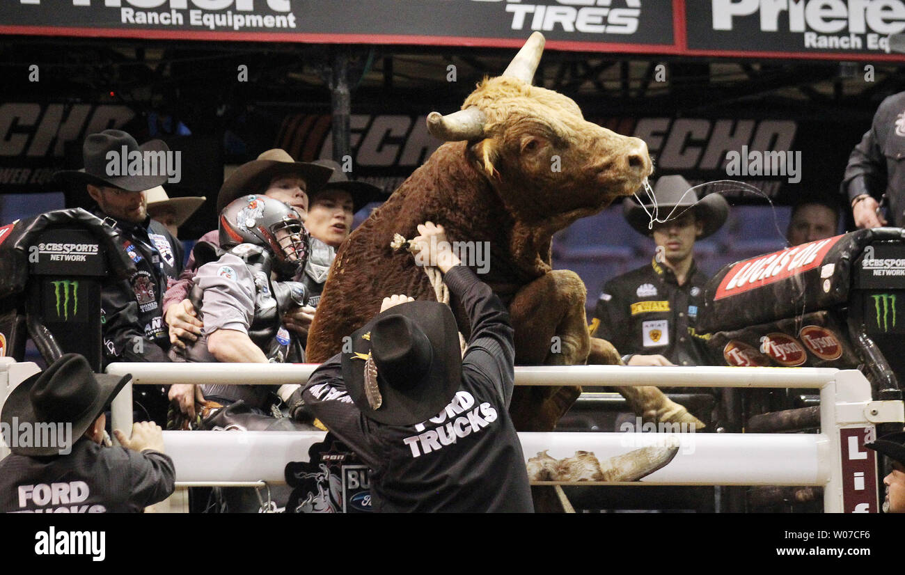 Handlers try to calm H4WW Dynamite the bull in his chute before his ...