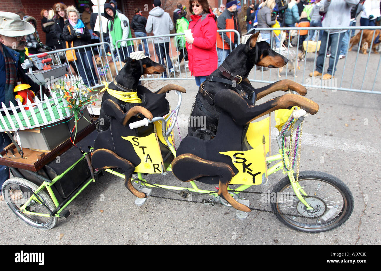 Doberman Pinschers Sky and Star appear to be pedaling a bicycle during ...