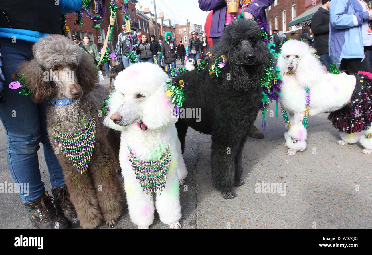 Standard poodles sits together in the street following the Pet Parade ...