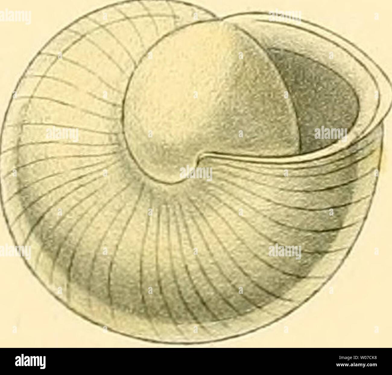 Archive image from page 540 of Die Familie der Helicinidae (1911). Die ...
