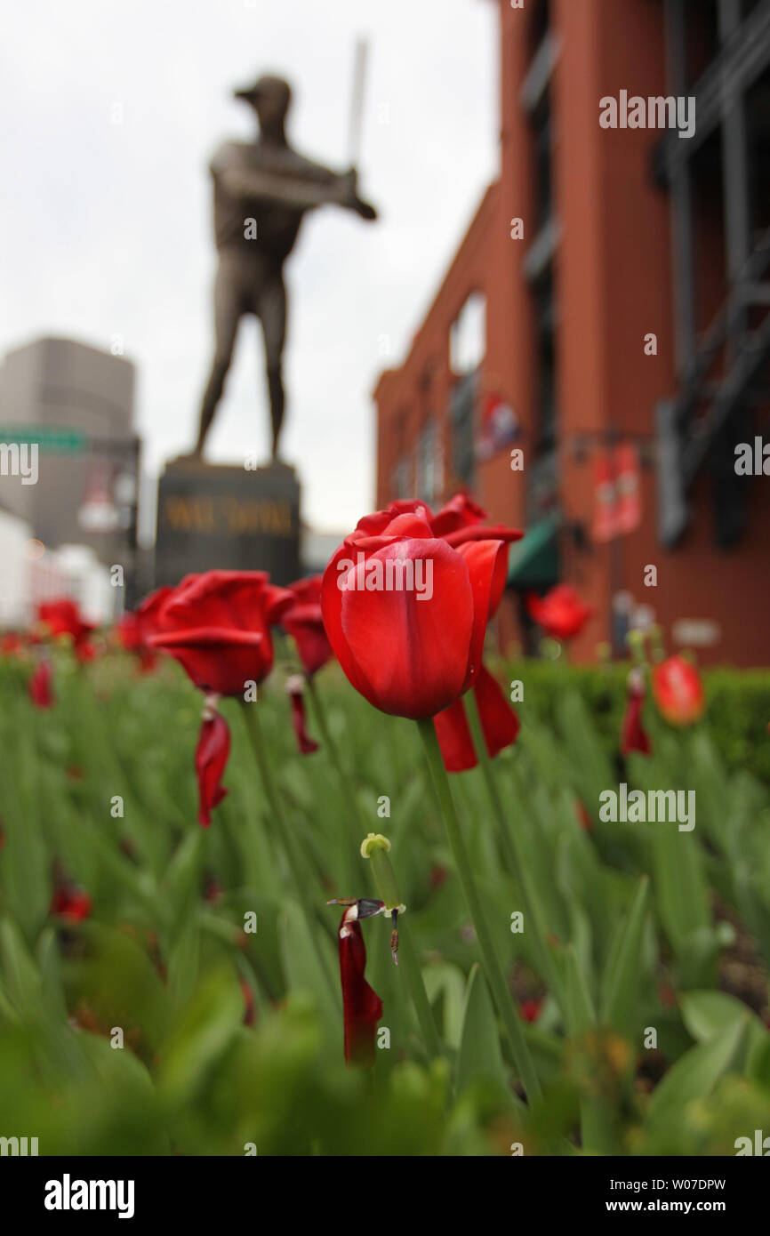 The red tulips outside of Busch Stadium near the Stan Musial statue are ...