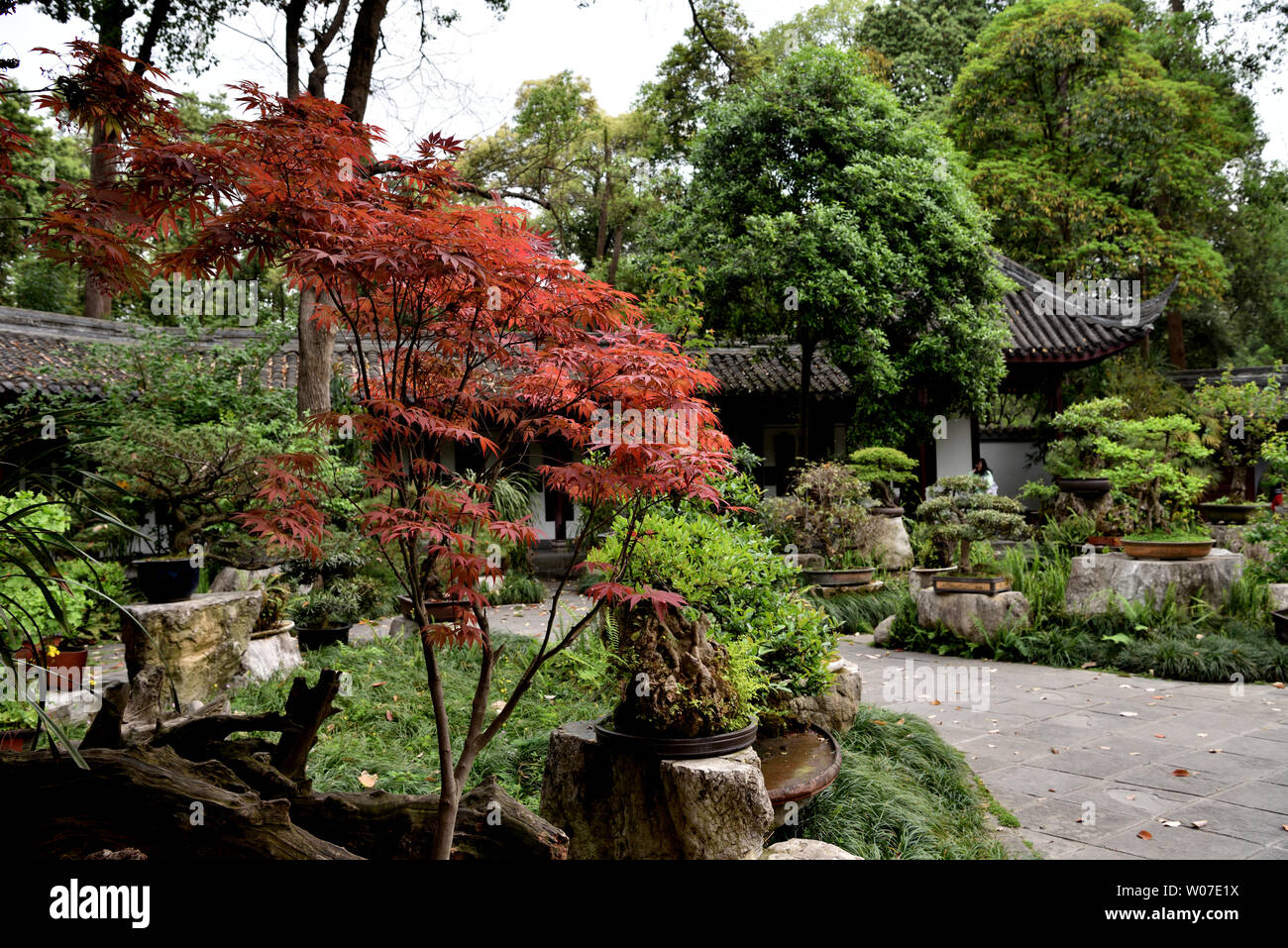 Photographed in Du Fu Cottage in Chengdu in April 2019. A mecca with ...