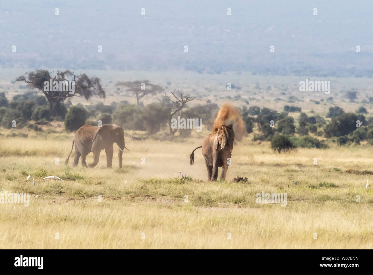 An elephant dusting to keep cool and regulate body temperature, in the ...