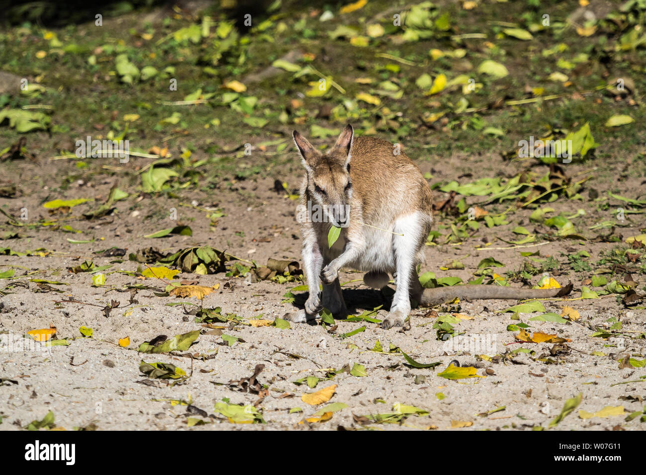 The agile wallaby, Macropus agilis also known as the sandy wallaby is a ...