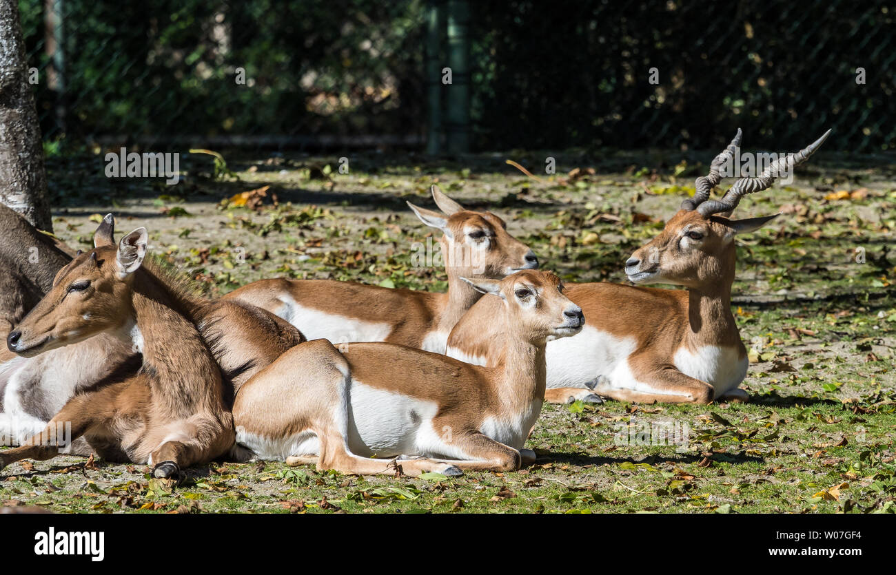 Indian Blackbuck, Antelope cervicapra or Indian antelope. The blackbuck ...