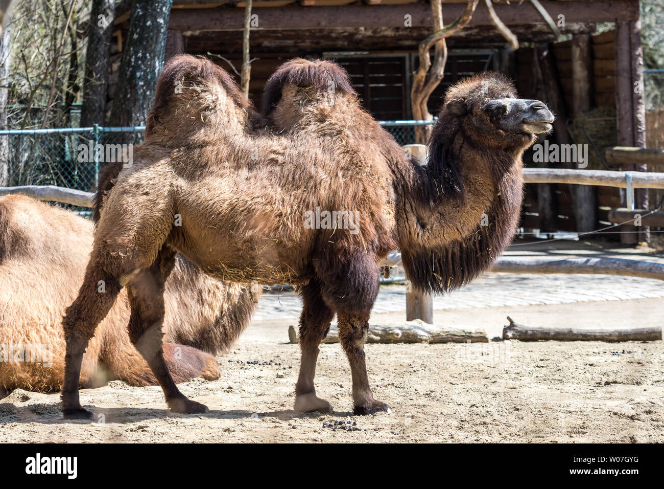 The Bactrian camels, Camelus bactrianus is a large, even-toed ungulate ...