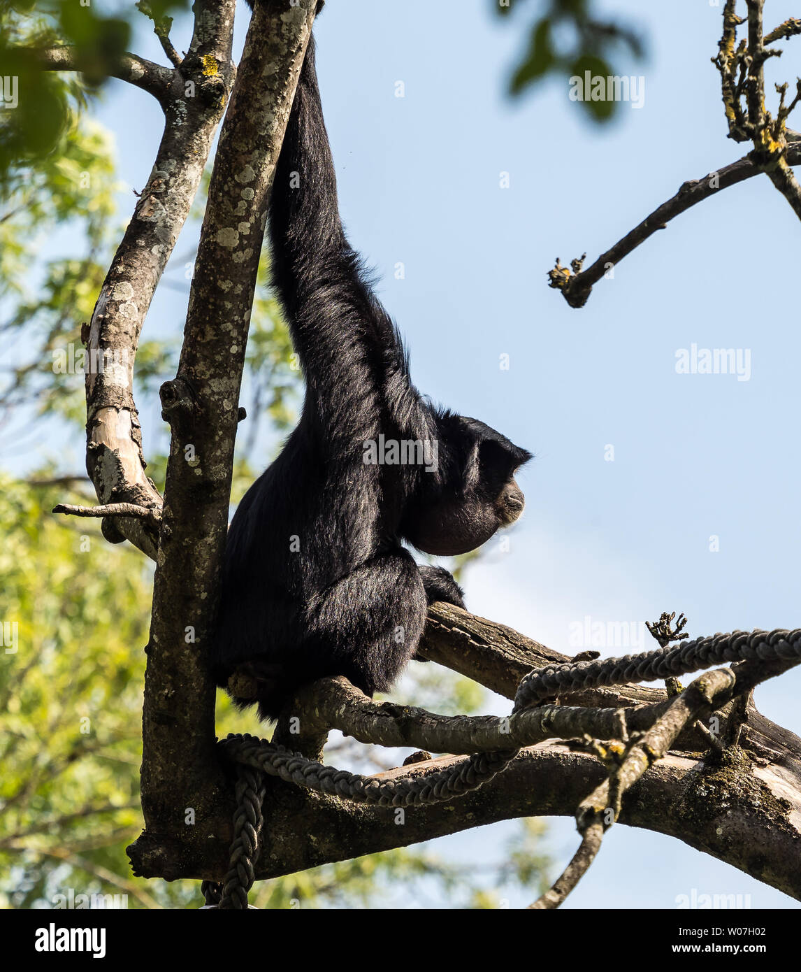 The siamang,Symphalangus syndactylus is an arboreal black-furred gibbon ...