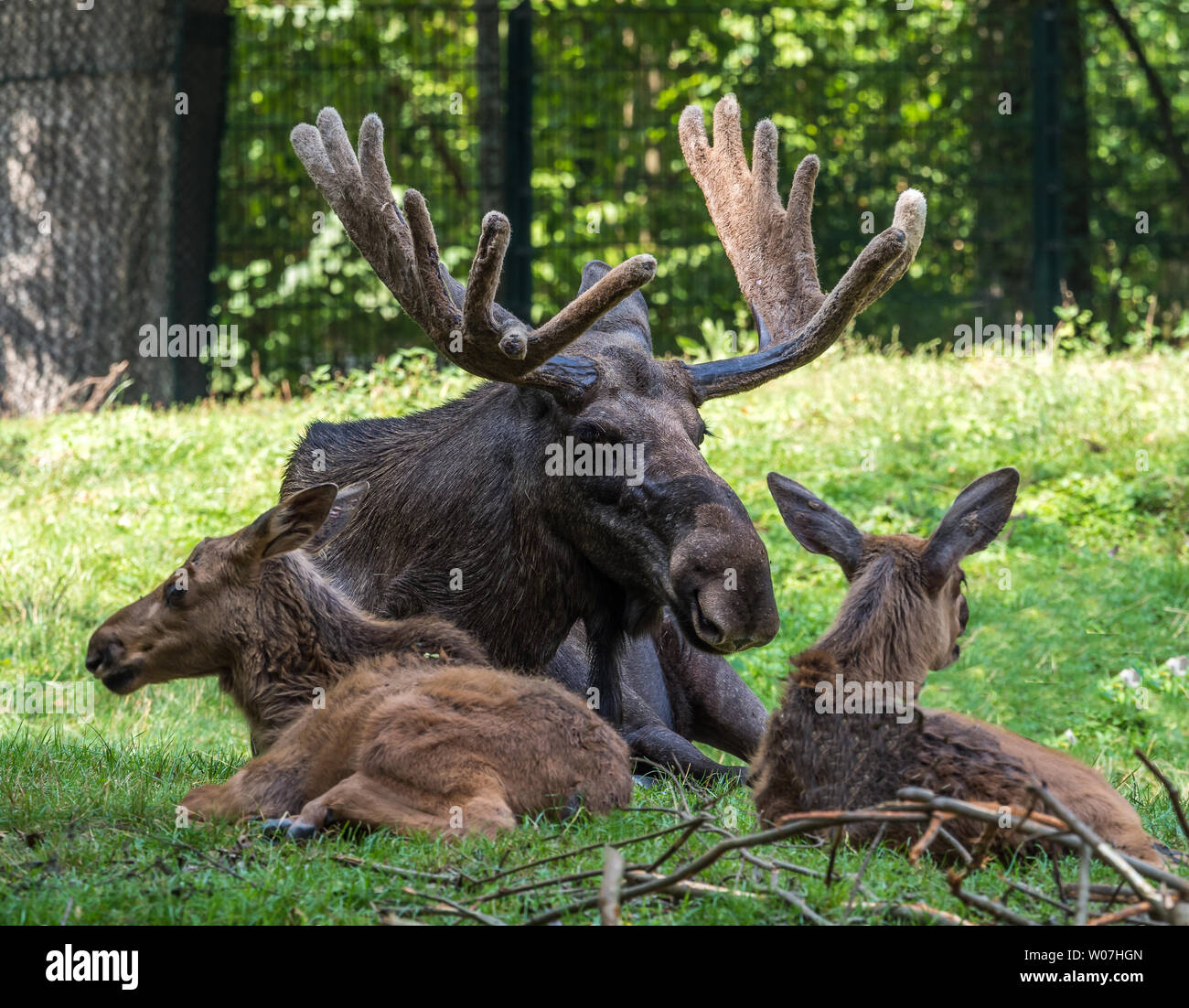 European Moose, Alces alces, also known as the elk. Wild life animal ...