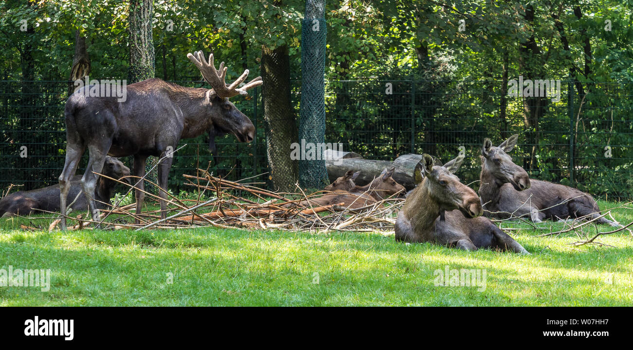 European Moose, Alces alces, also known as the elk. Wild life animal ...