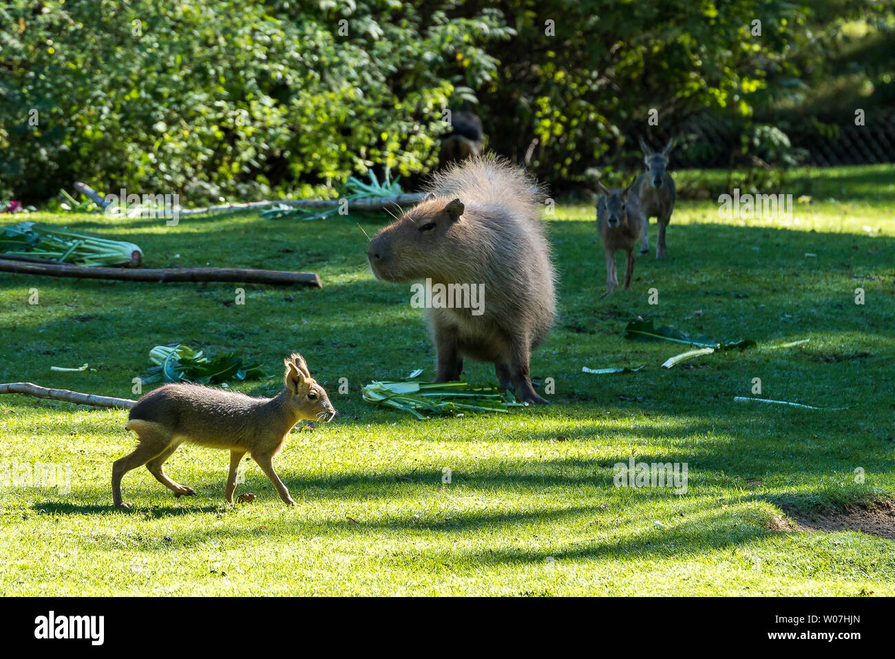 The capybara, Hydrochoerus hydrochaeris is a mammal native to South ...