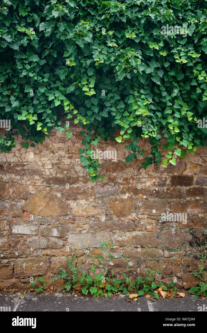 Wall with plant in Florence Italy Stock Photo - Alamy