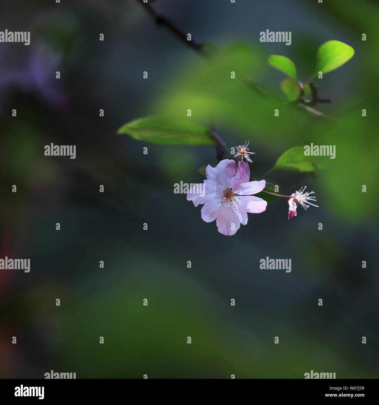 Spring is coming and peach blossoms are in full bloom Stock Photo - Alamy