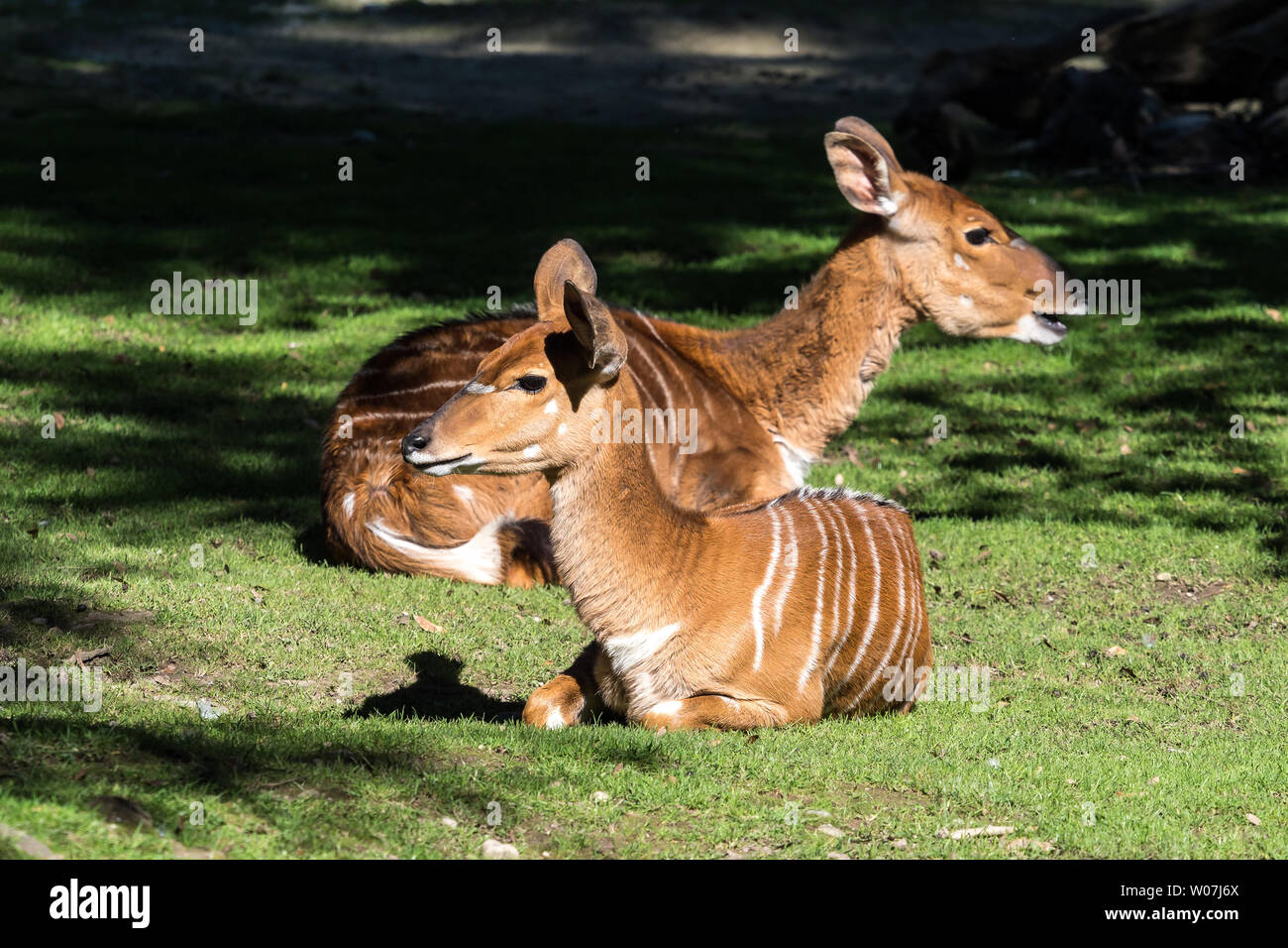 Indian Blackbuck, Antelope cervicapra or Indian antelope. The blackbuck ...