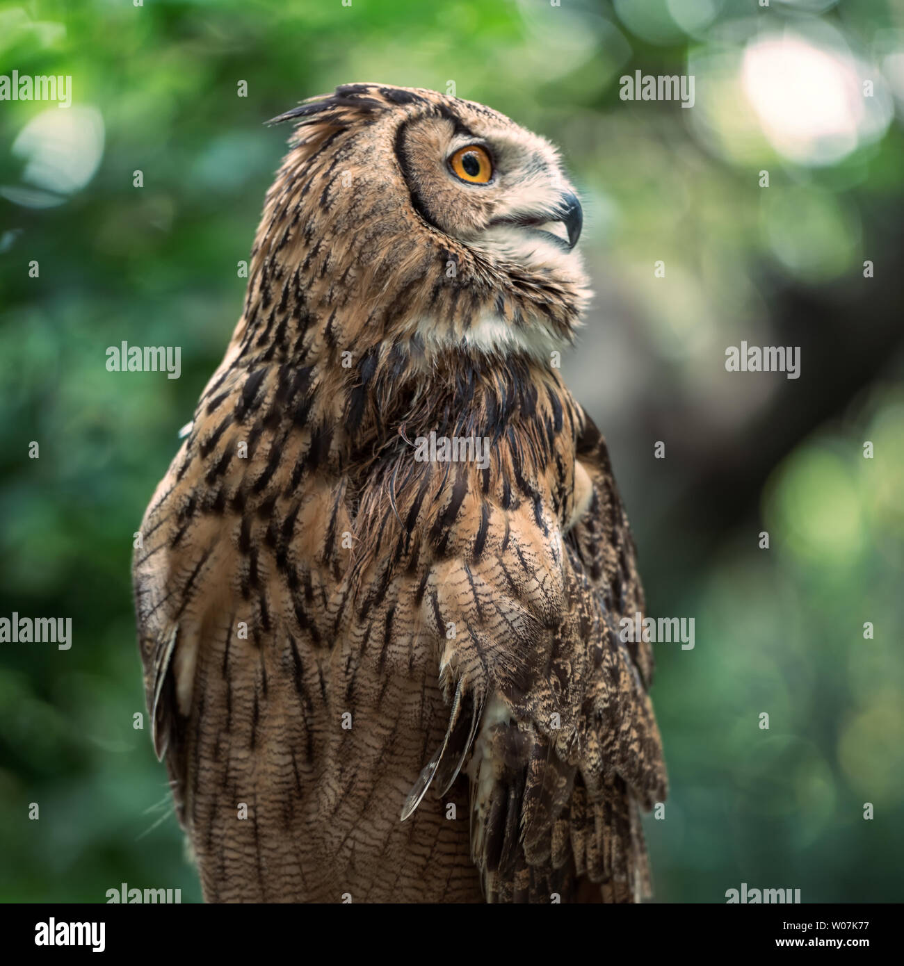 Jungle owls hi-res stock photography and images - Alamy