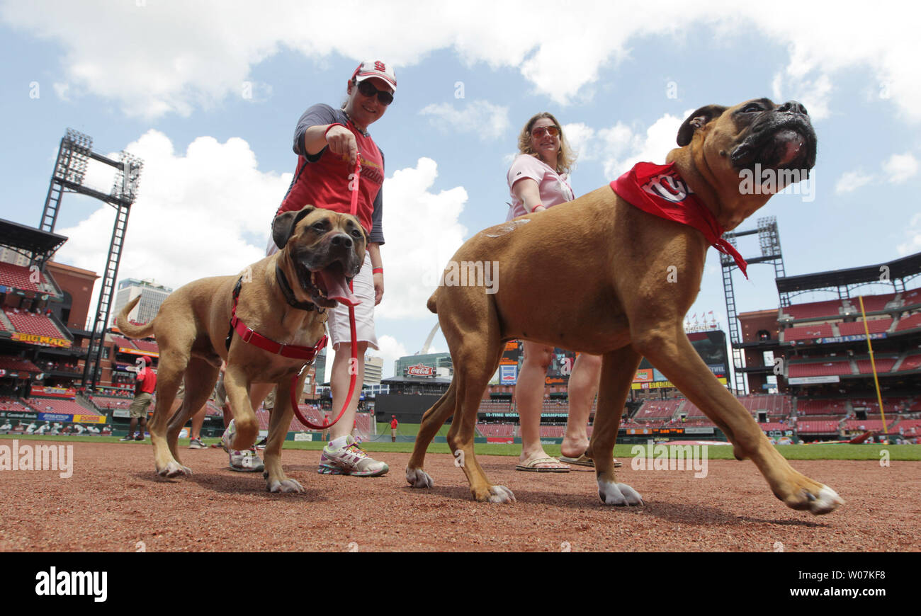 Dog owners walk their dogs around the warning track at Busch Stadium ...