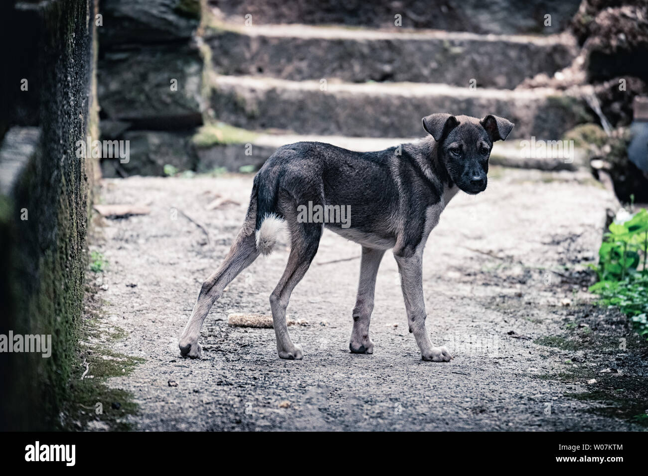 Stray puppies hi-res stock photography and images - Alamy