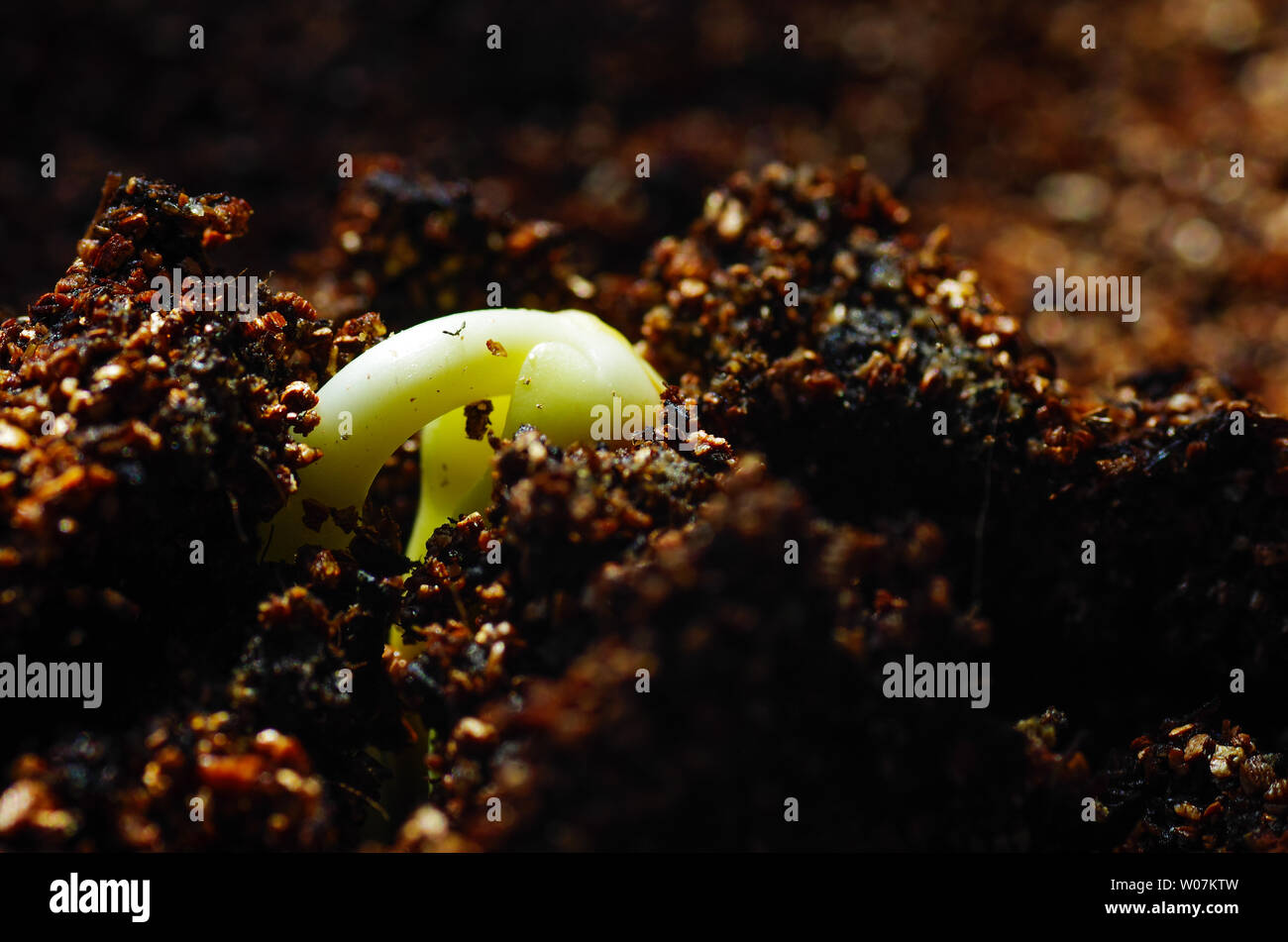 Pea tooth seeds Stock Photo - Alamy