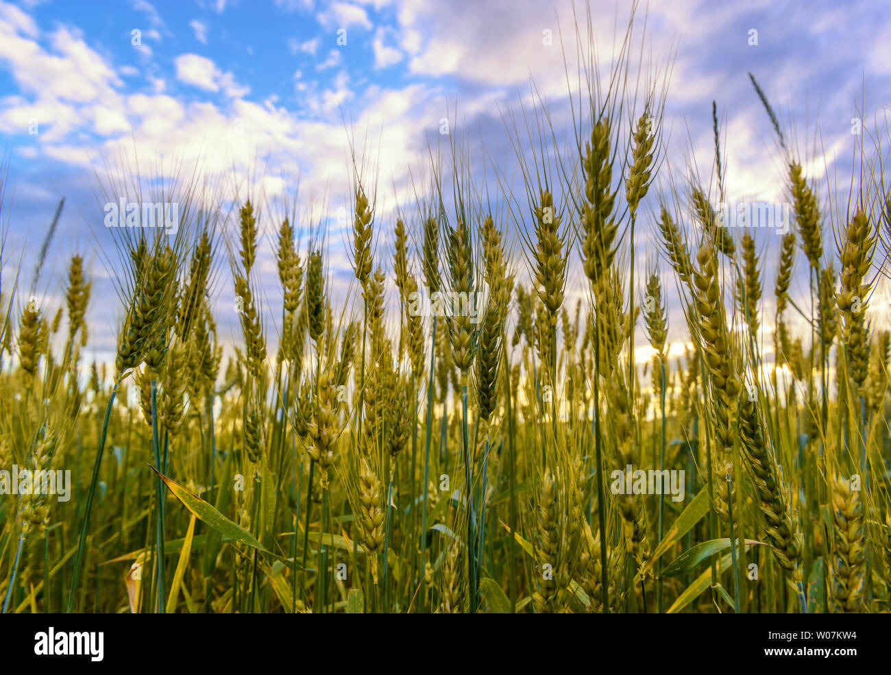 Growing wheat and blue sky. Summer agriculture Stock Photo - Alamy