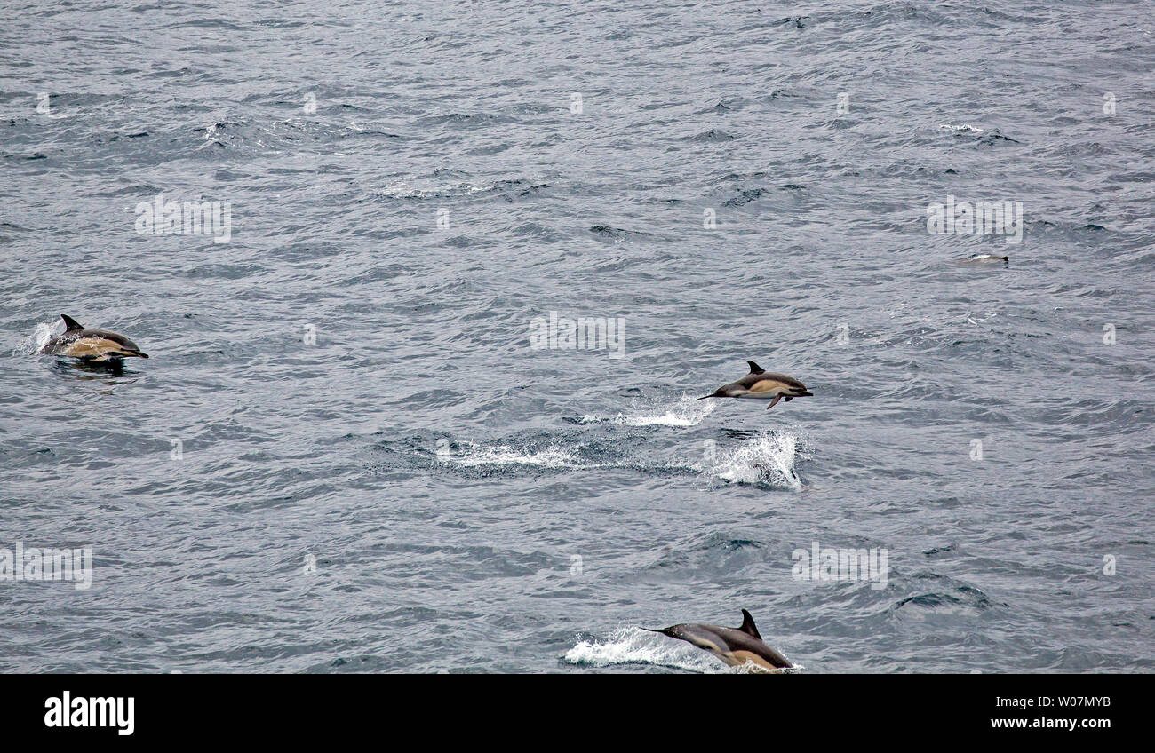 Dolphins seen from a Brittany ferries cruise ship in the Bay of Biscay ...