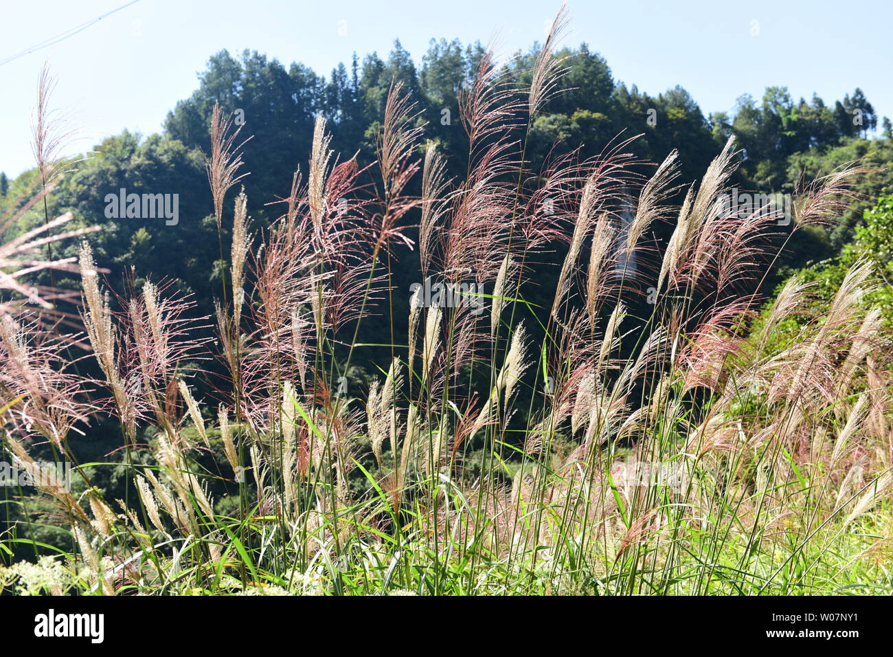Reed hd hi-res stock photography and images - Alamy