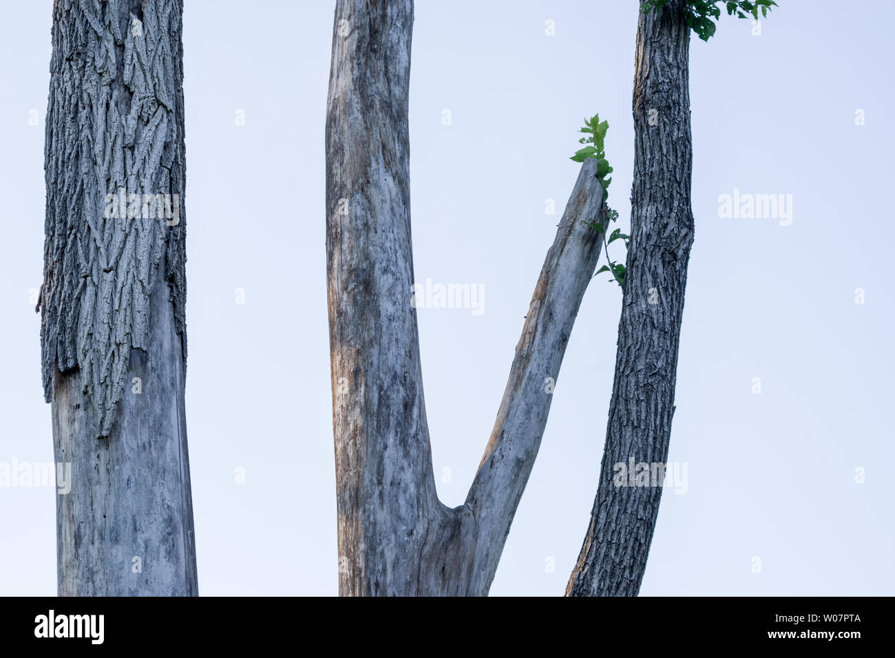Eastern Cottonwood (Populus deltoides Stock Photo - Alamy